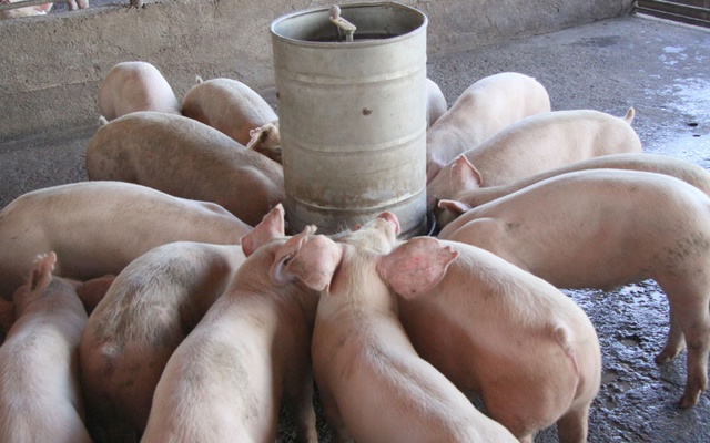 Caniporc en alerta por casos de Gusano Barrenador en dos cerdos de Río ...