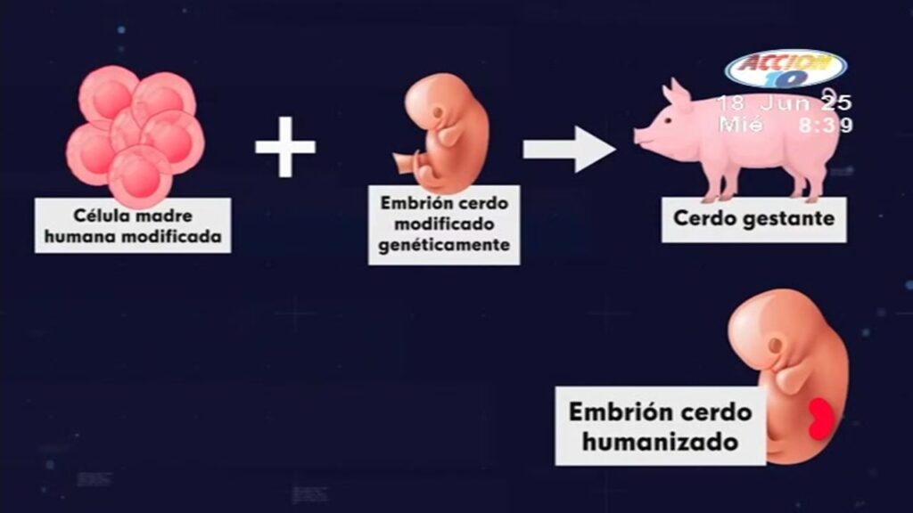 Científicos obtienen corazón hecho con células humanas en embriones de ...