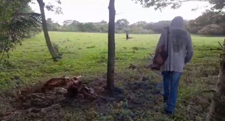 Roban y destazan a una yegua y tres caballos de una finca en el ...
