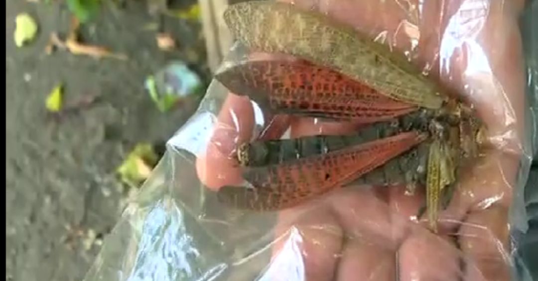 IPSA aclara que insectos en Pacífico son chapulines gigantes ...