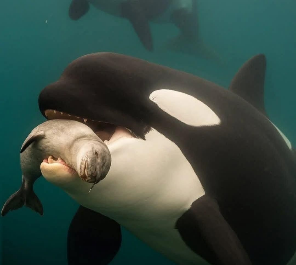 El misterio de las orcas que obsequian presas a los humanos intriga a ...