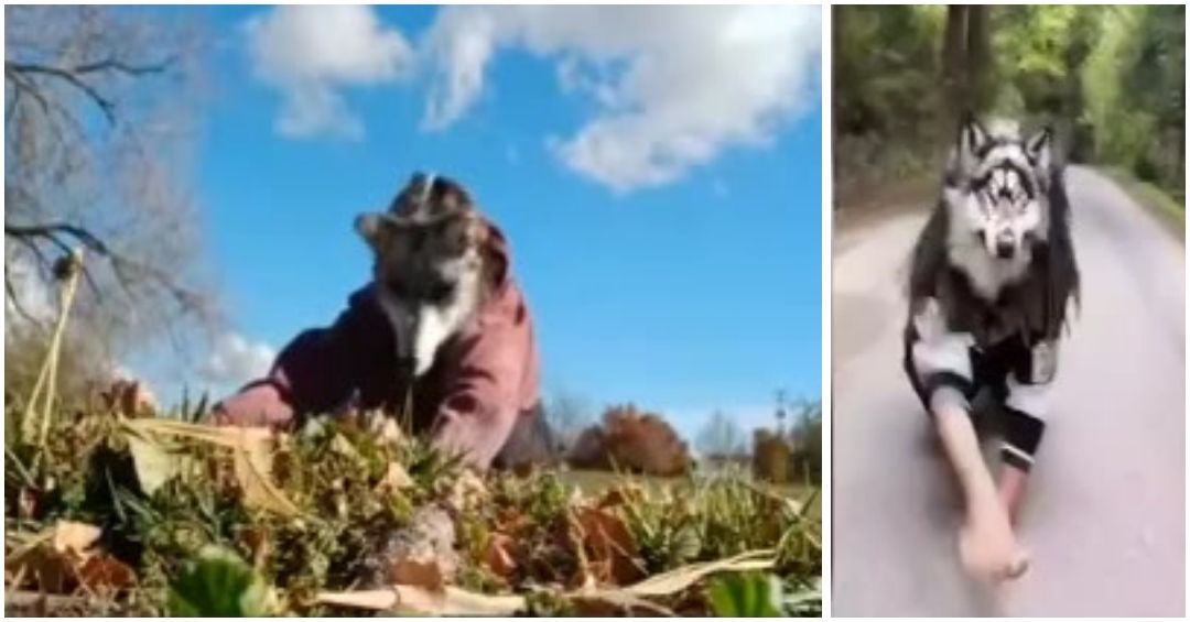 Therians: qué hay detrás de la tendencia viral que domina TikTok y ...